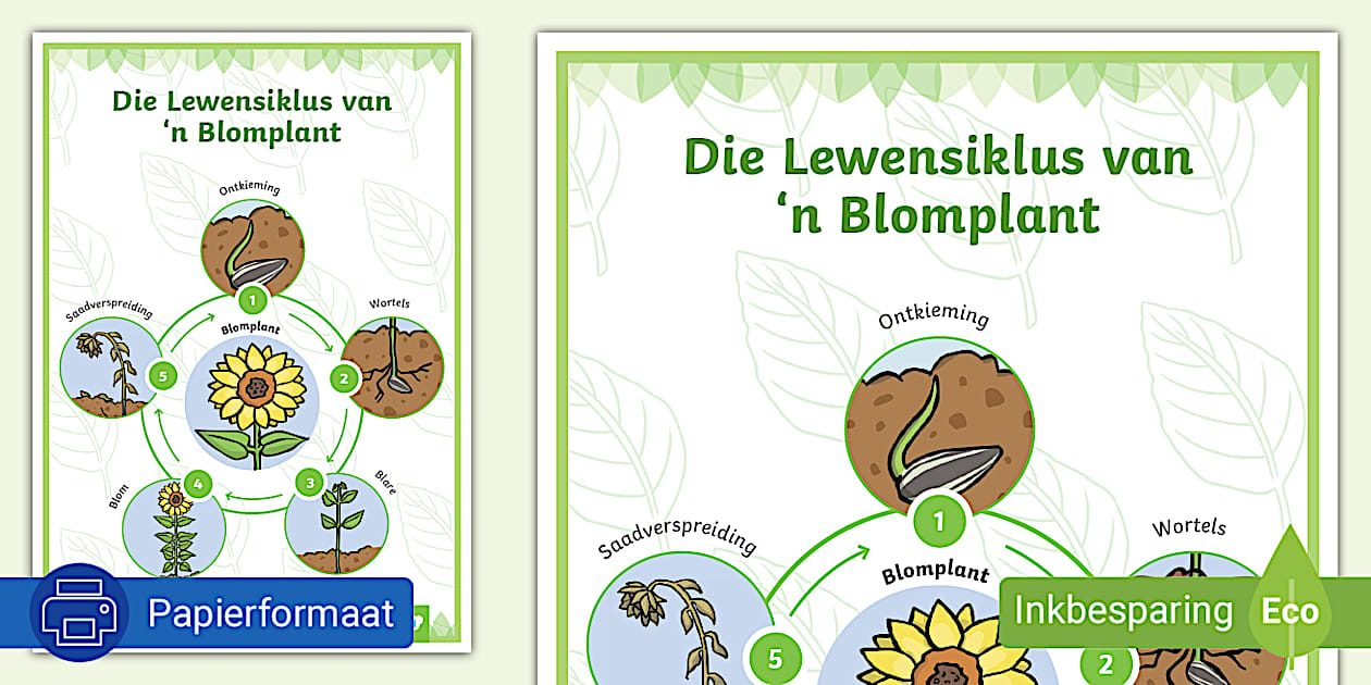 Lewensiklus van 'n Blomplant Vertoonplakkaat - Twinkl