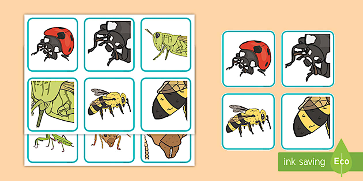 Extend My Interest in Bugs Magnified Images Matching Cards