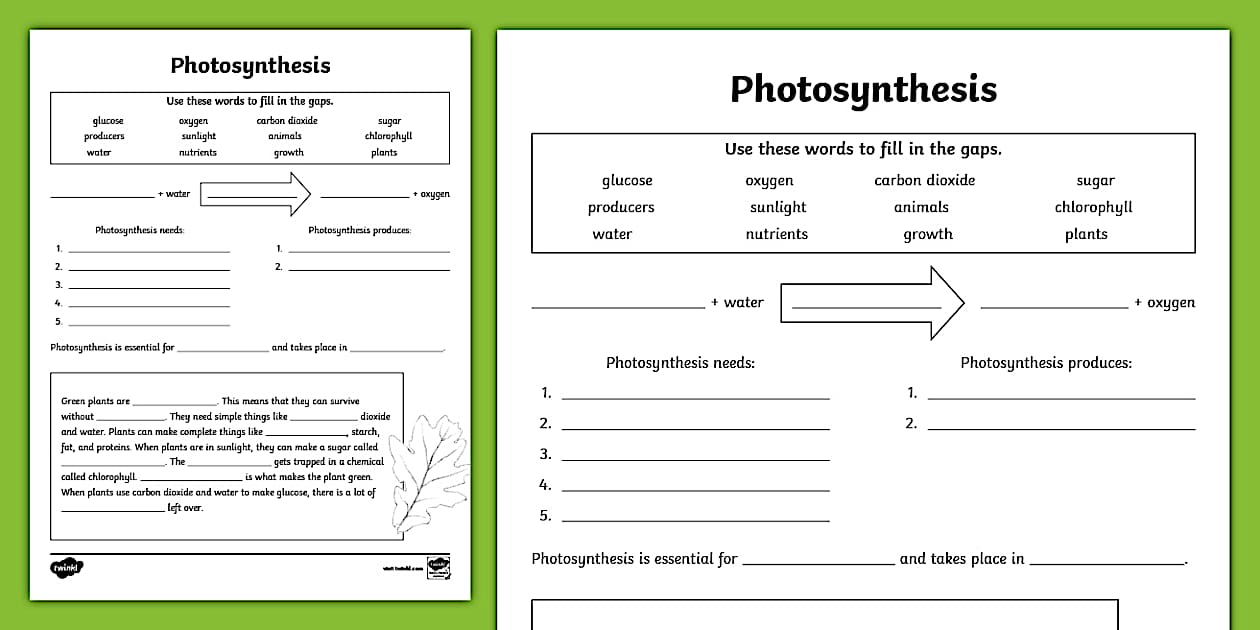 Photosynthesis Vocabulary Worksheet for 3rd-5th Grade