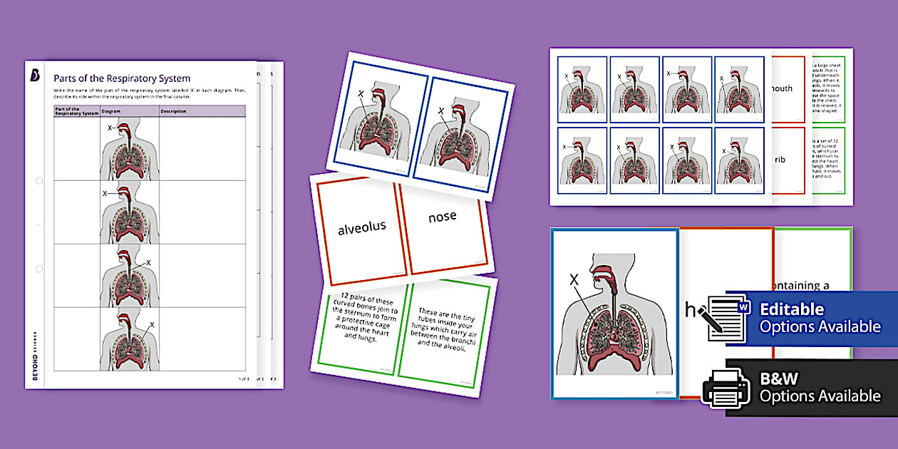 Respiratory System Resource Pack | Biology | Beyond - Twinkl