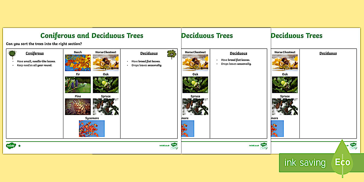 Coniferous & Deciduous Forest Plants Activity - KS1 Resource