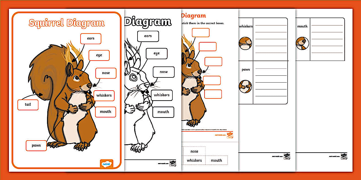 Squirrel Diagram Pack (Teacher-Made) - Twinkl