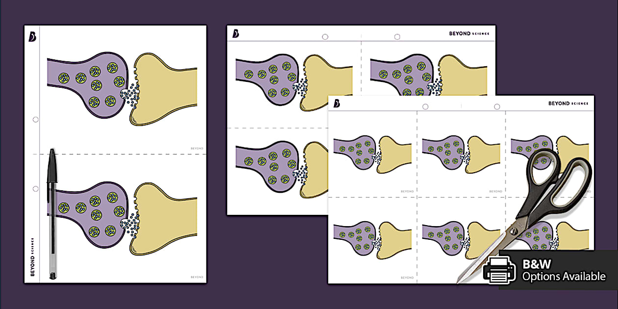 Synapse Illustration | Biology | Beyond Secondary - Twinkl