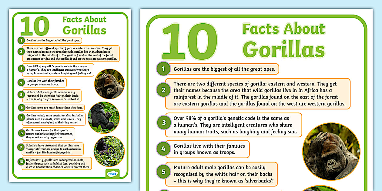 10 Facts About Gorillas Display Poster