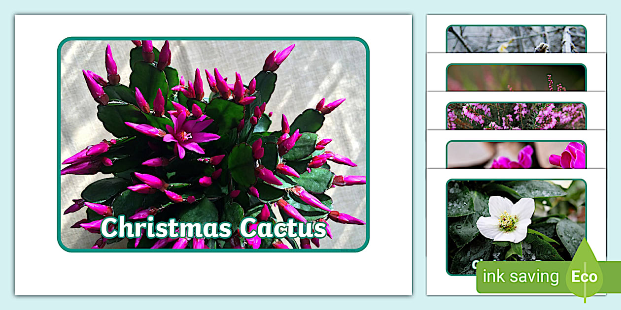 Winter Flowering Plants Photo Pack - Twinkl - KS2 - Twinkl