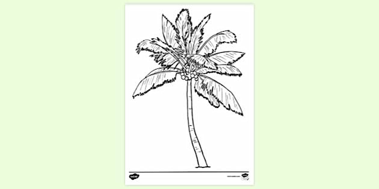 Palm Tree Colouring Page | Colouring Sheets (teacher made)