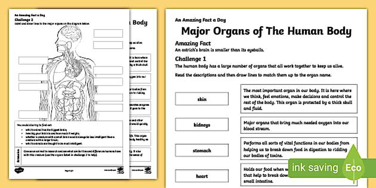 Editable KS2 Major Organs of the Human Body Worksheet