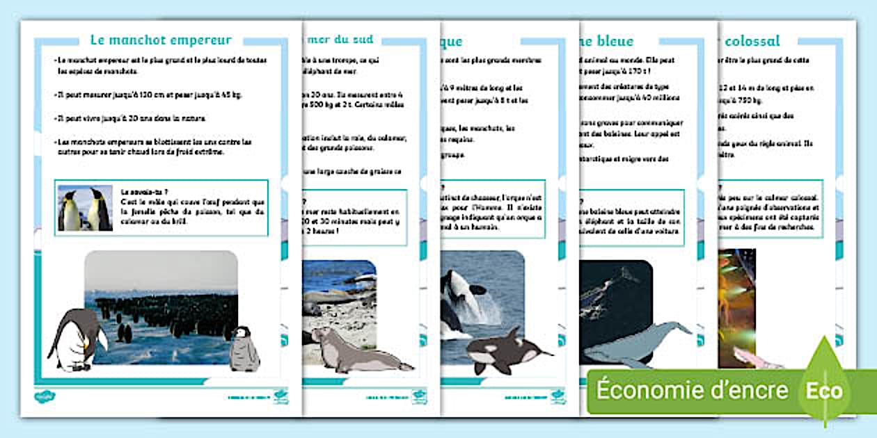 Fiches d'informations : Les animaux de l'Antarctique