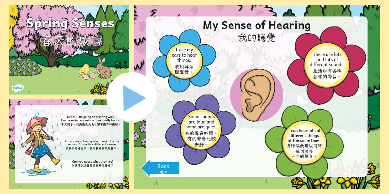 Spring Senses PowerPoint ｜中英雙語 - Twinkl
