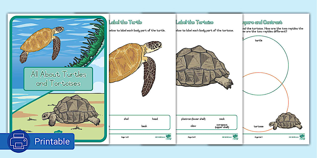 Turtles and Tortoise Activity Book - South Africa - Twinkl