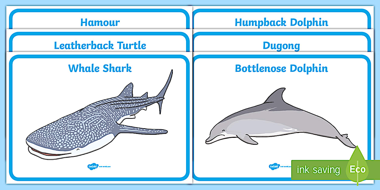 Arabian Gulf Marine Animals Display Posters - Twinkl