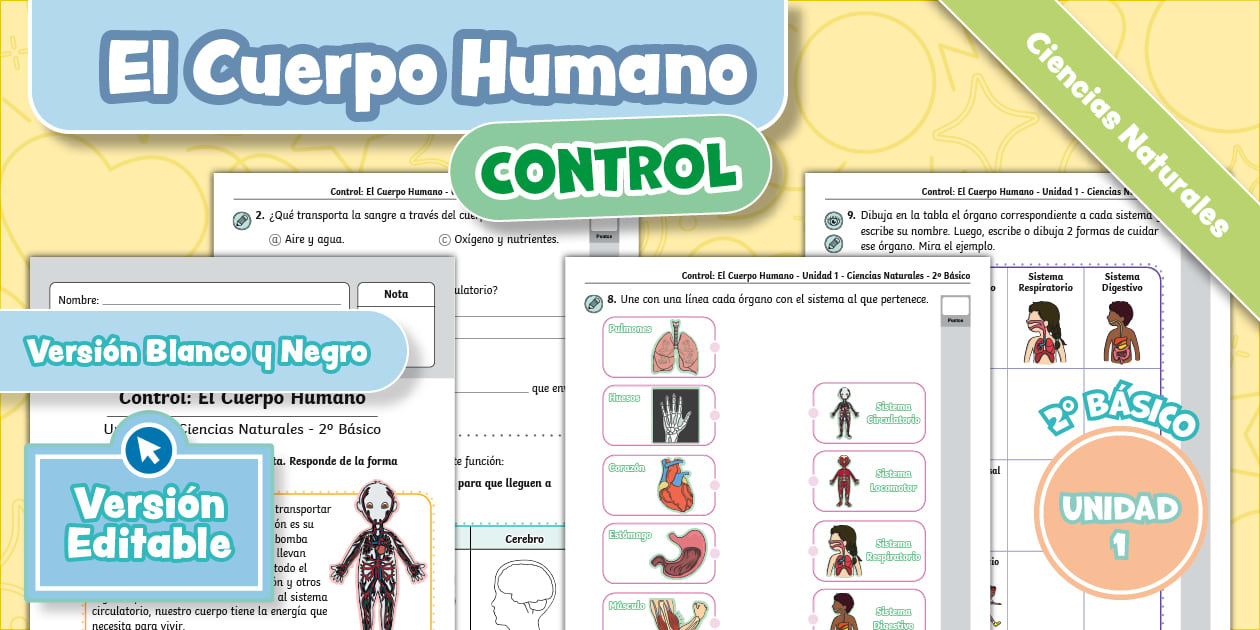 Control | Cuerpo Humano | 2º Básico | Unidad 1 | Ciencias