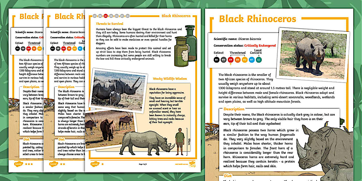 Endangered Species Day Black Rhinoceros Differentiated Fact File