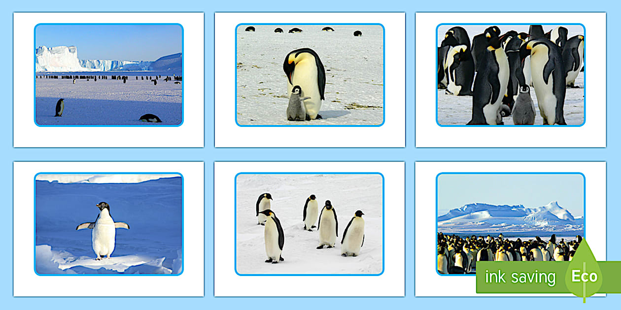 Penguin Display Photos (teacher made) - Twinkl