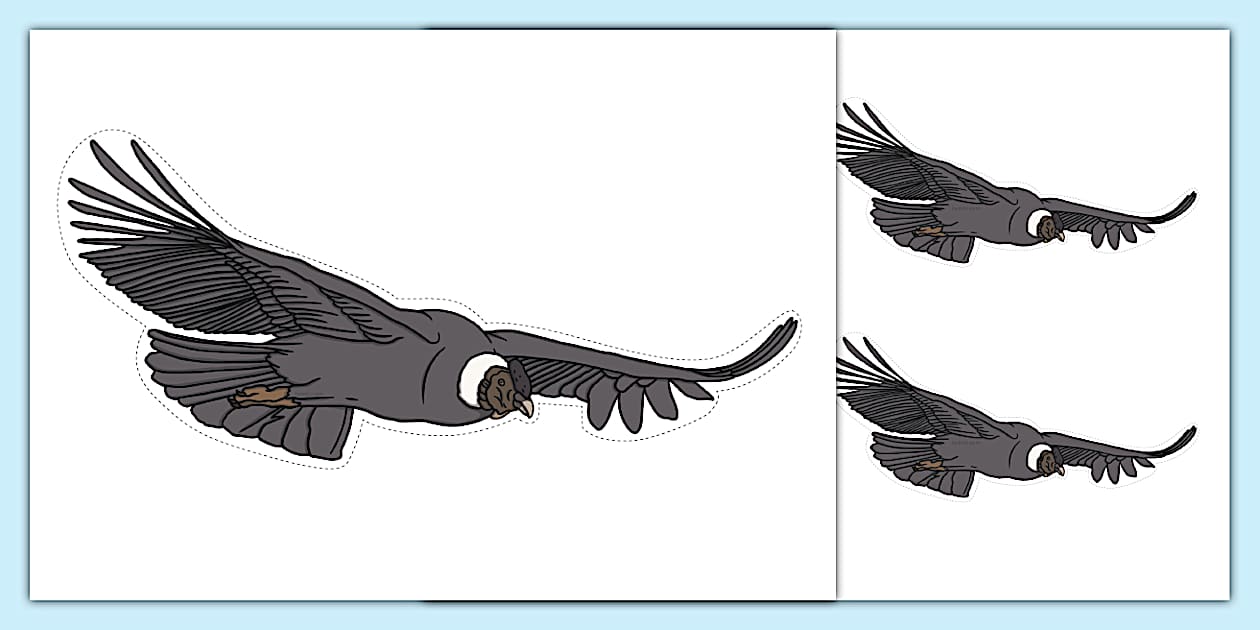 Dibujo del Cóndor Andino | Materiales Educativos Twinkl Perú