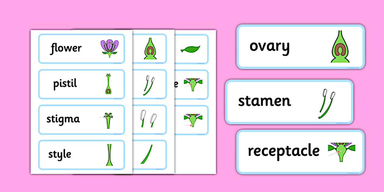 Dyslexic Parts of a Flower Word Cards (l'enseignant a fait)