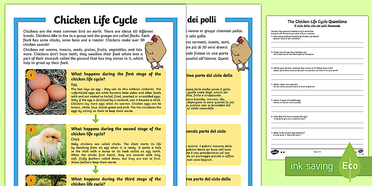 Chicken Life Cycle Differentiated Reading Comprehension Ability