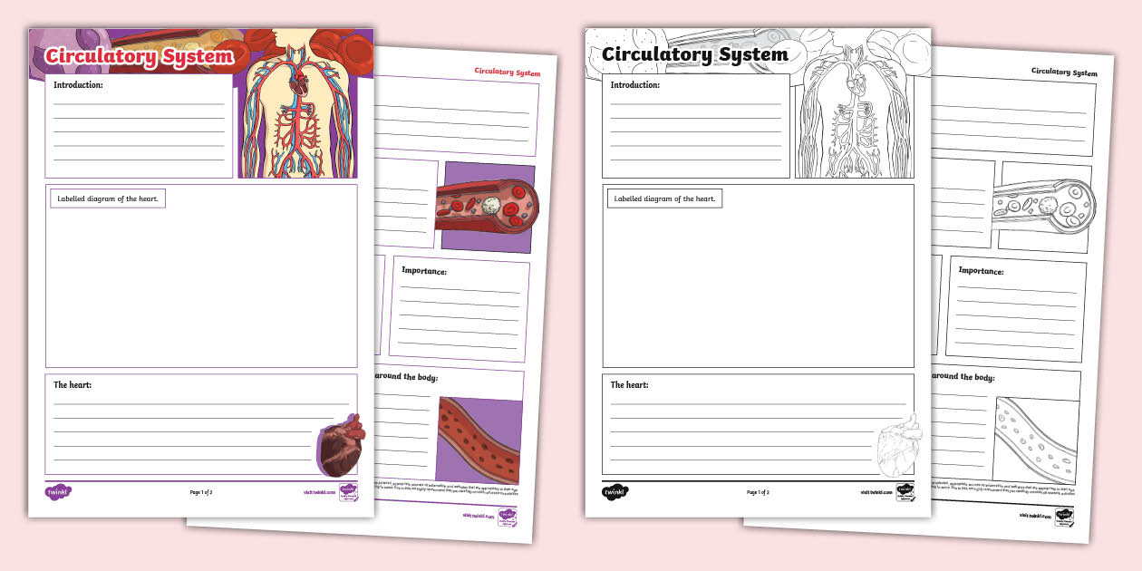 Circulatory System Non-Chronological Report Template