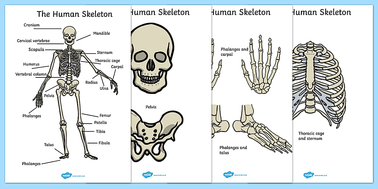 Human Skeleton Cut Outs Scientific Names (teacher made)