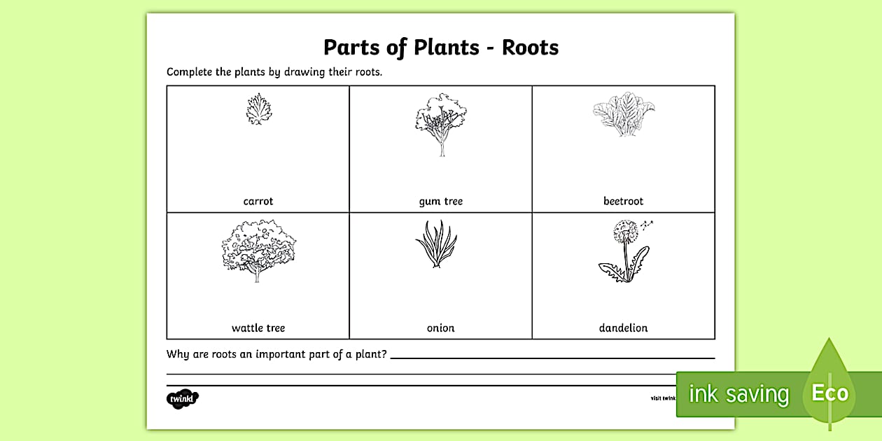 VIC Plant Roots Worksheet (teacher made) - Twinkl
