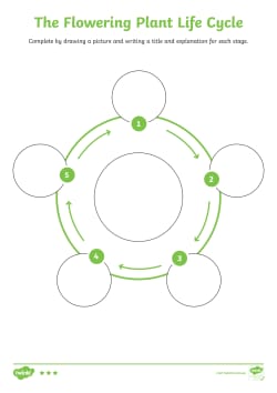 Life Cycle of a Flowering Plant Differentiated Worksheets