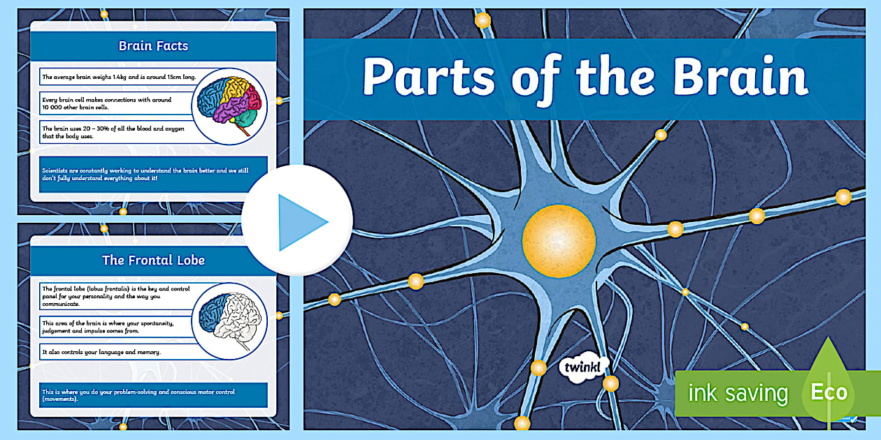 Parts of the Brain KS2 PowerPoint - Primary Resources
