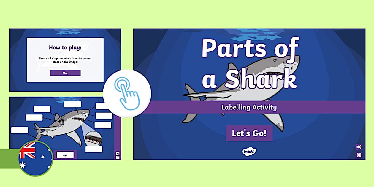 Parts of a Shark Labelling Activity (teacher made) - Twinkl