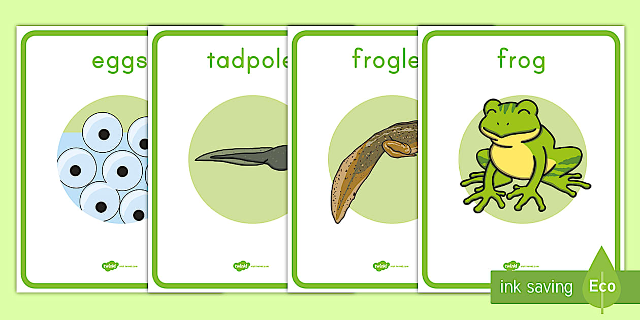 Frog Life Cycle Posters