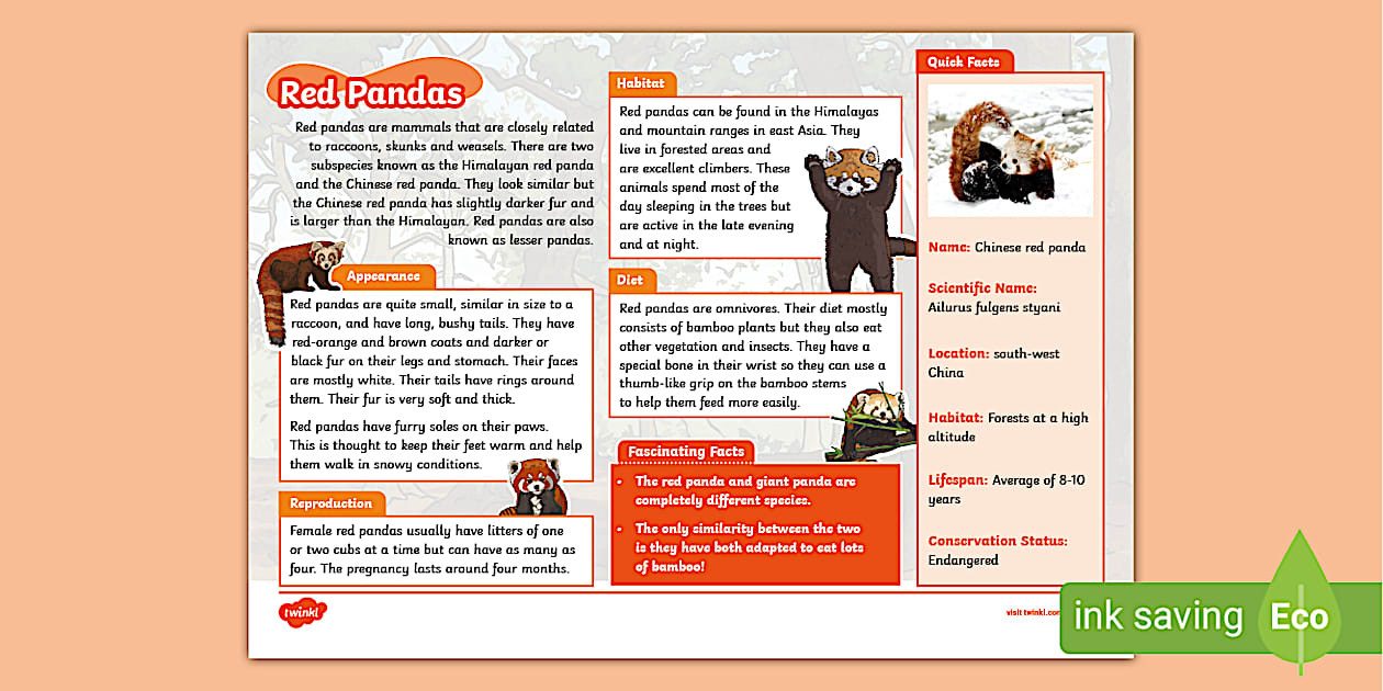 Red Panda KS2 Fact File - Animals - Mammals (teacher made)