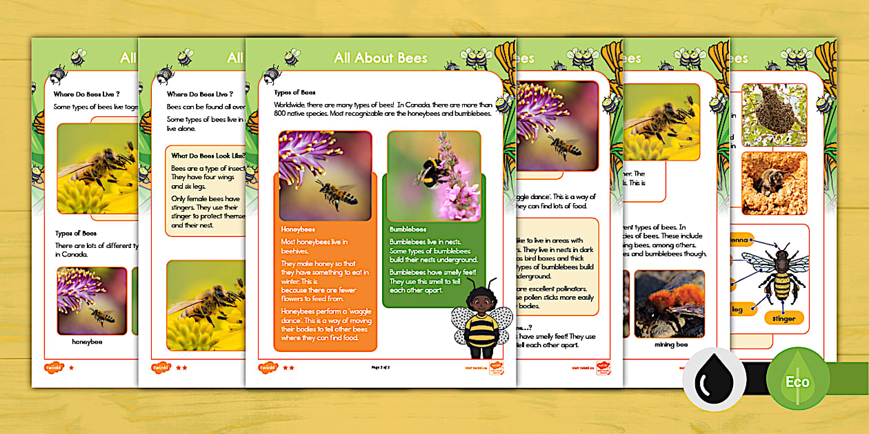 All About Bees Differentiated Reading Comprehension - Twinkl