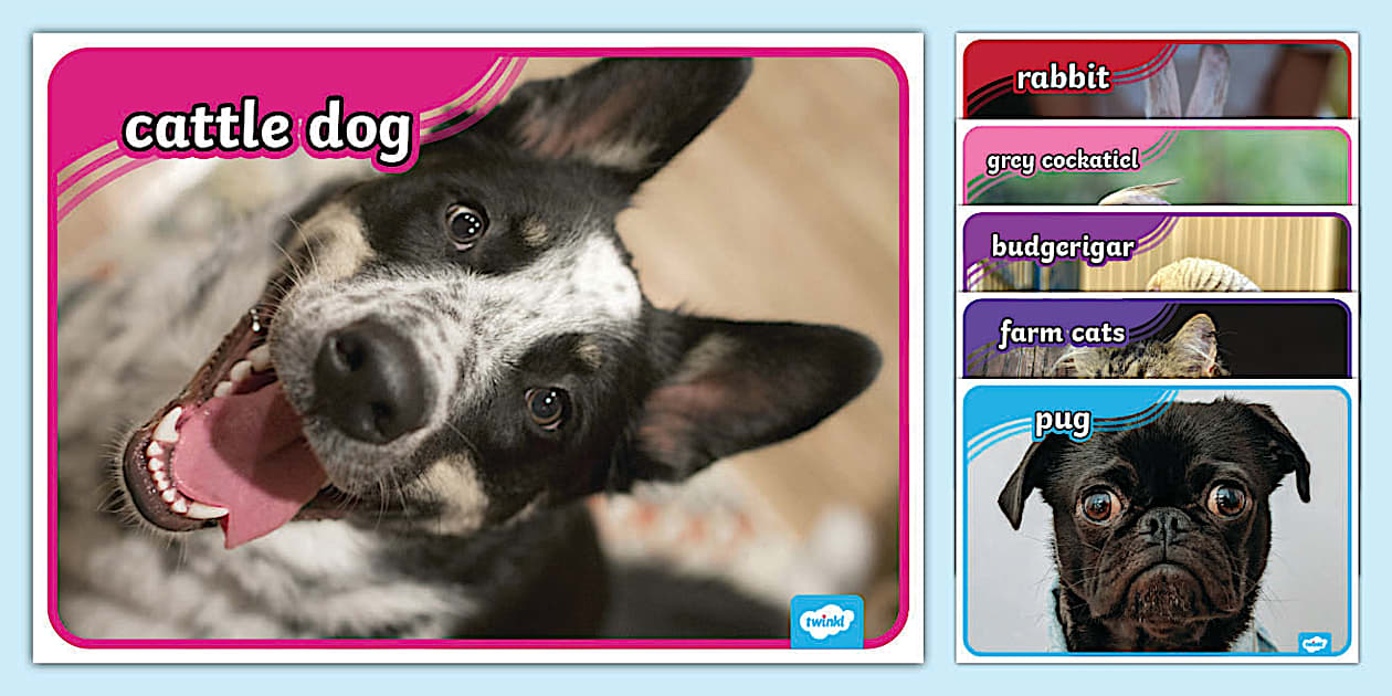 Unique Pets Display Photos