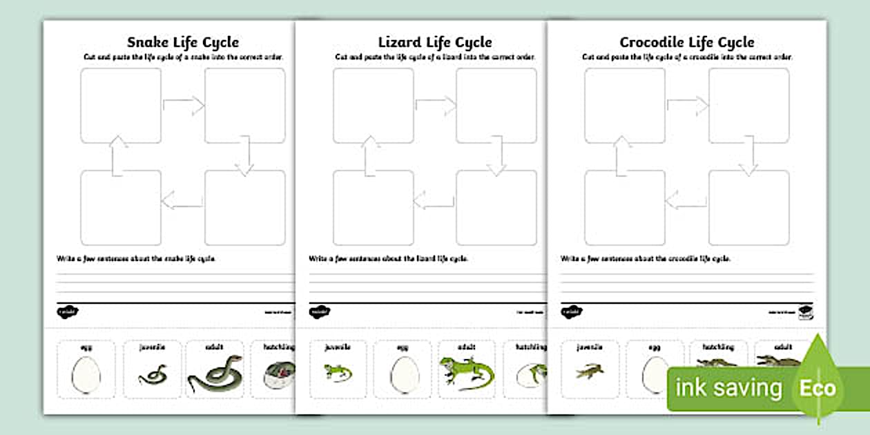 Reptiles Life Cycle Pack (teacher made) - Twinkl