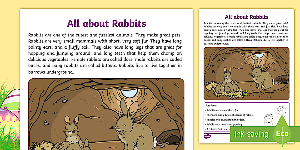 All about Rabbits Fact File (teacher made) - Twinkl