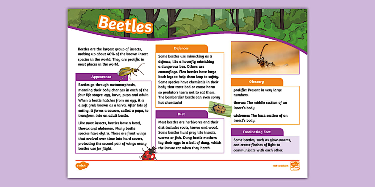 KS2 Beetle Fact File (l'enseignant a fait) - Twinkl
