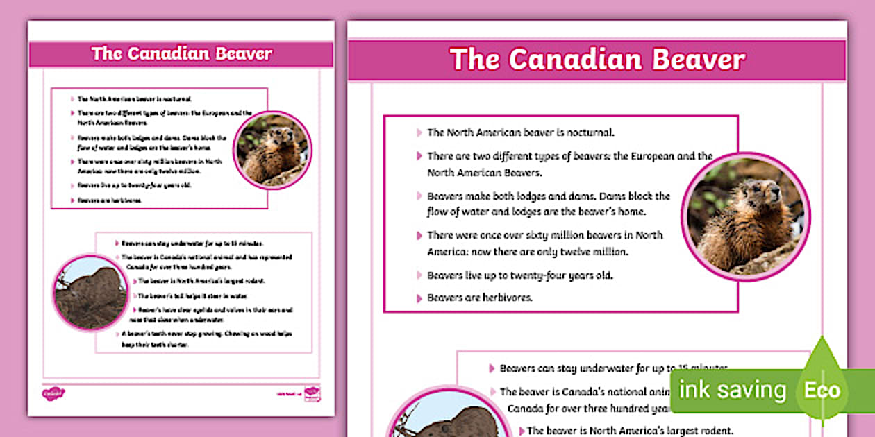 The Canadian Beaver Fact File - Grades 4-6 - Twinkl Canada