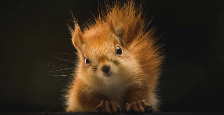 National Wildlife Week 2026 - Teaching Resources - Twinkl