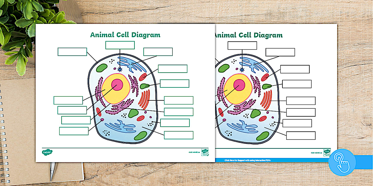 Animal Cell Labelling Activity (teacher made) - Twinkl