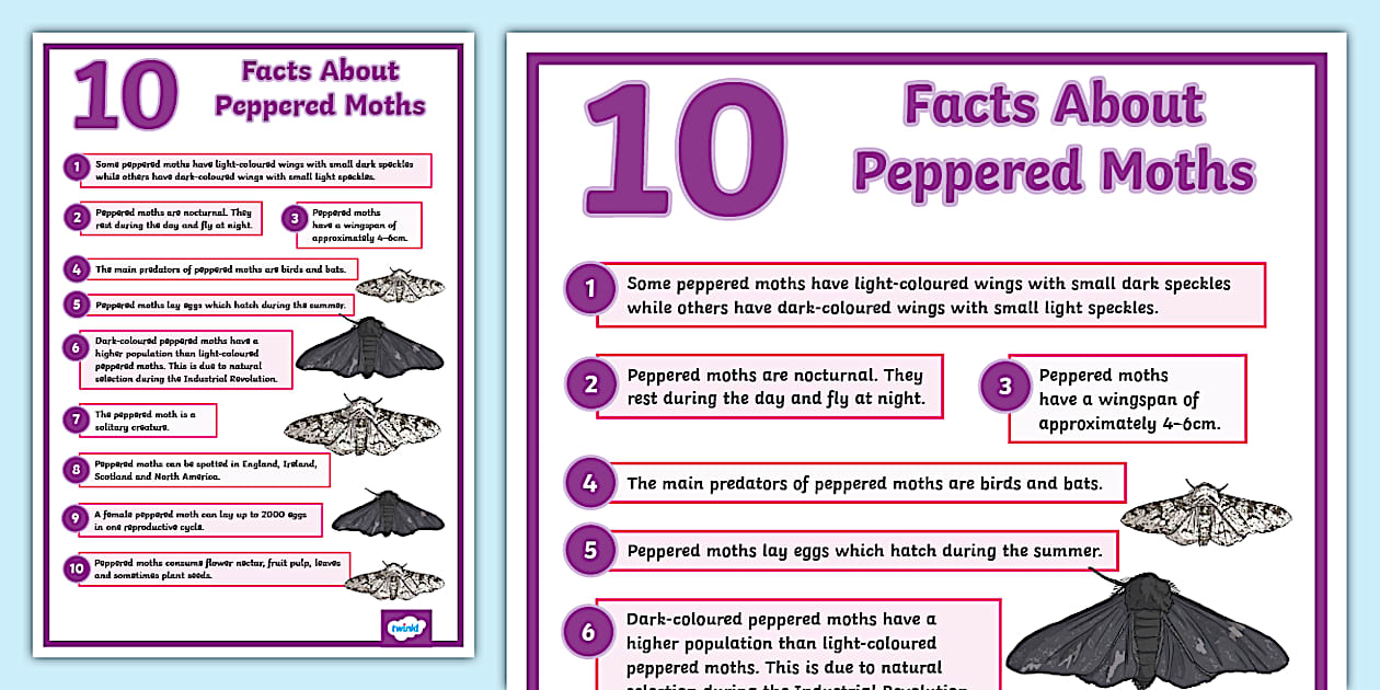10 Facts about Peppered Moths Display Poster (teacher made)