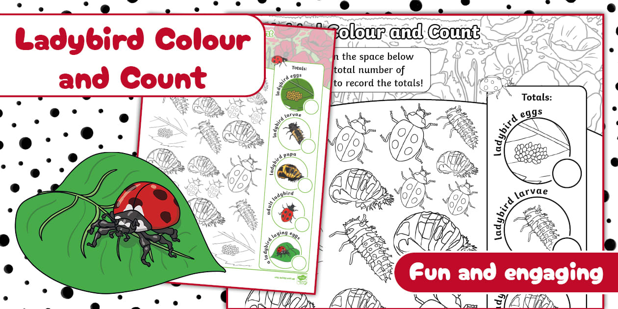 Ladybird Colour and Count Worksheet