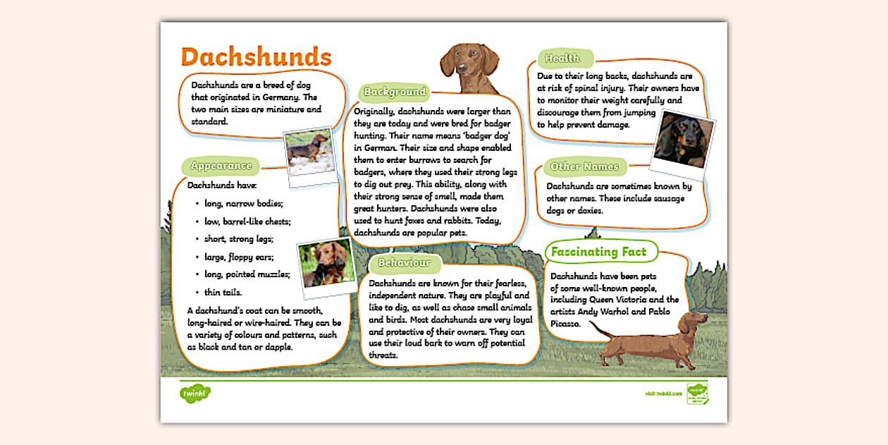Dachshunds Fact File- Dogs - KS2 (teacher made) - Twinkl