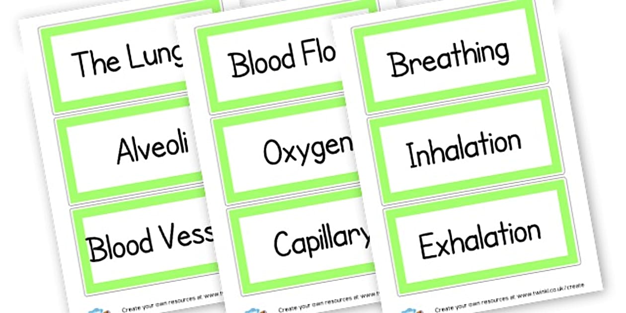 The Lungs – Lung Diagram (Labelled) – Labels or Word Cards