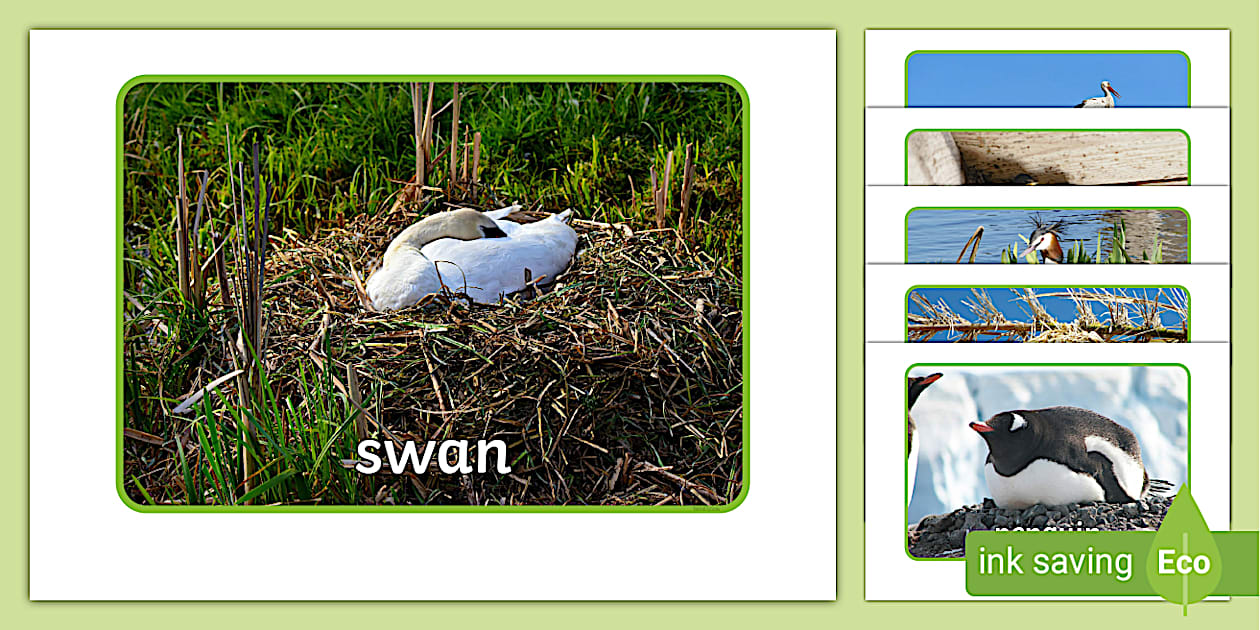 Nesting Birds Photo Pack (teacher made) - Twinkl