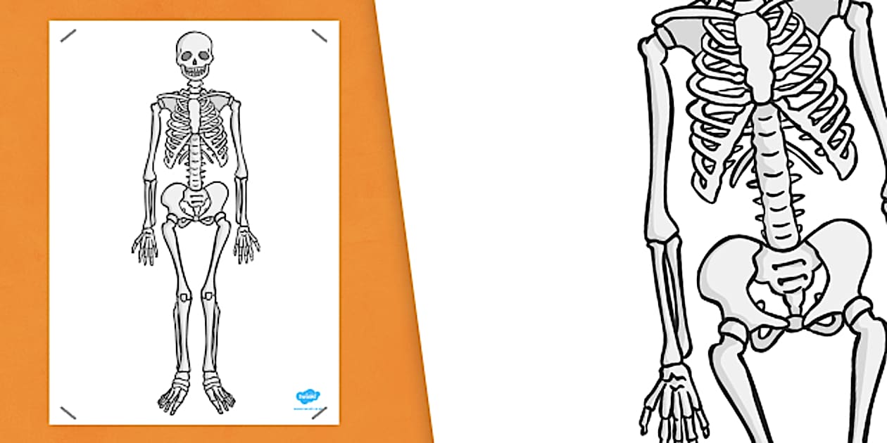 Simple A2 Skeleton | Halloween Skeleton Display - Twinkl