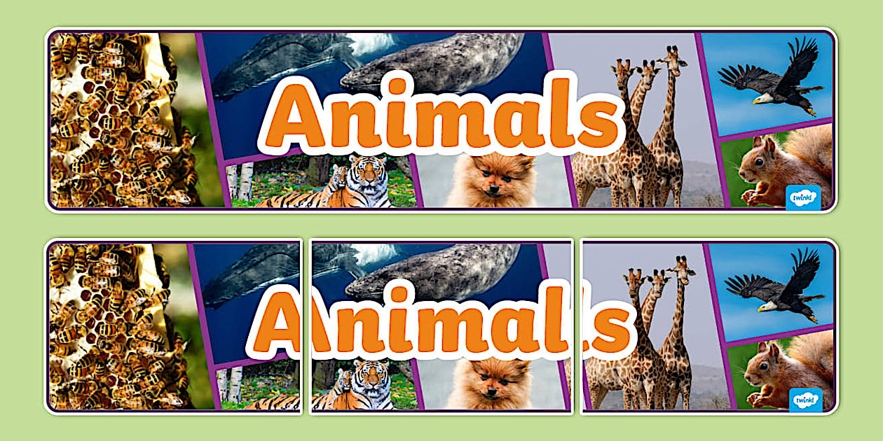 Animals Photo Display Banner (teacher made) - Twinkl