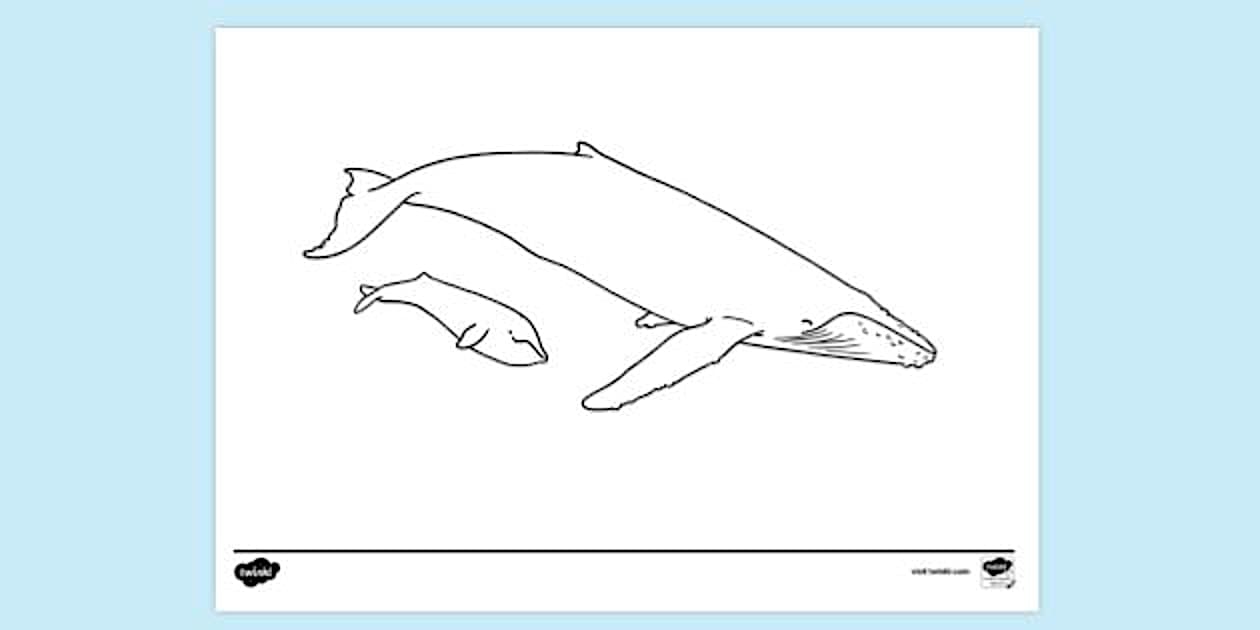Humpback Whale and Calf Colouring | Colouring Sheets