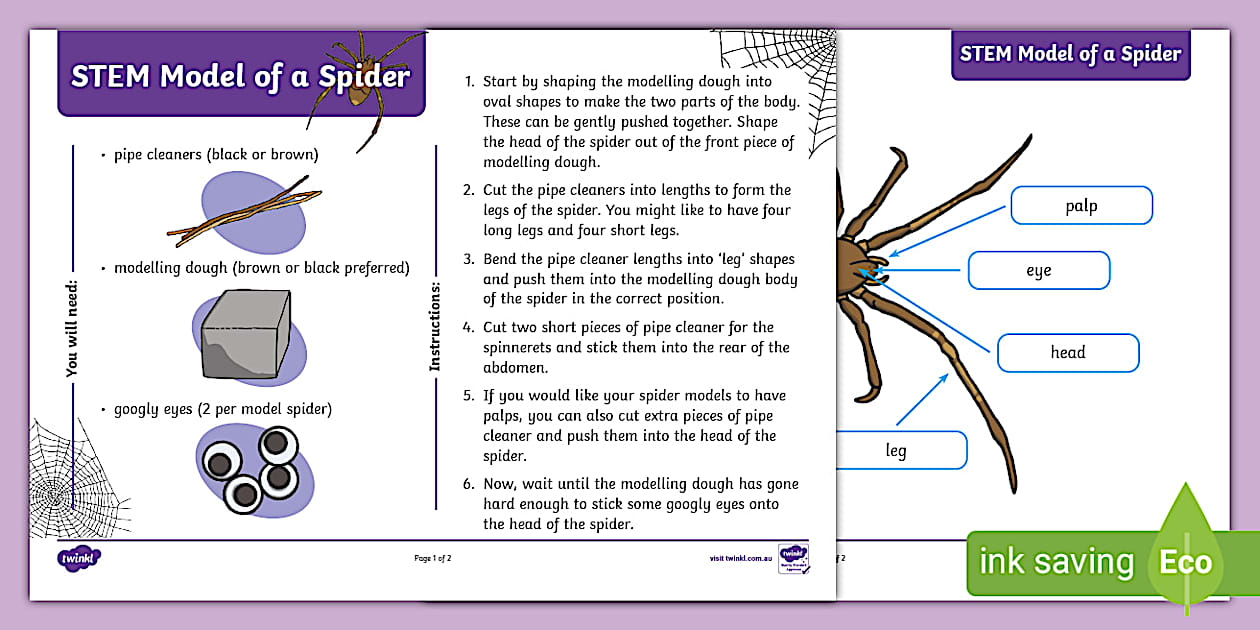 STEM Model of a Spider Ι External Features of Animals