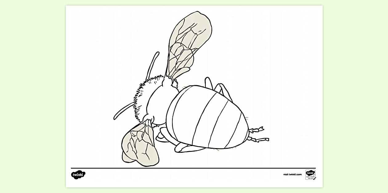 Early Bumblebee Colouring Sheet | Colouring Sheets - Twinkl