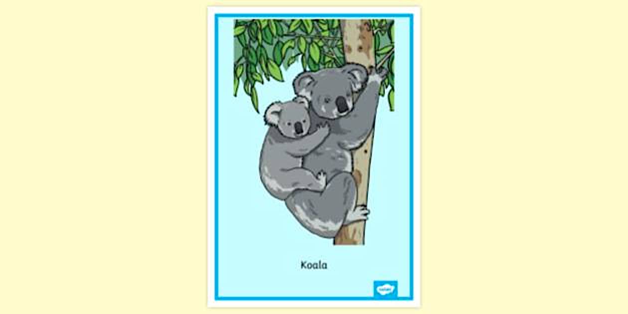 Cute Koala Poster | Display Animal Poster | Primary Resource