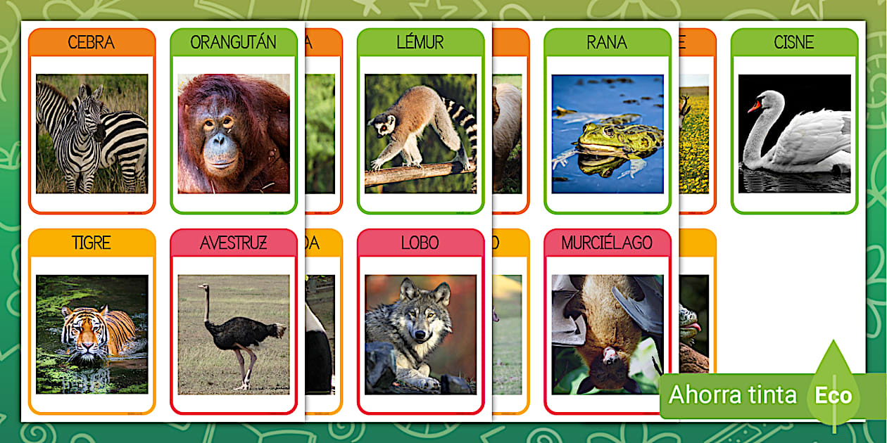 Tarjetas: Fotografías de animales (Hecho por educadores)