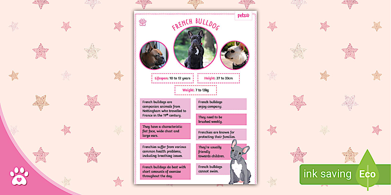 French Bulldog - Breed Information Sheet - Twinkl